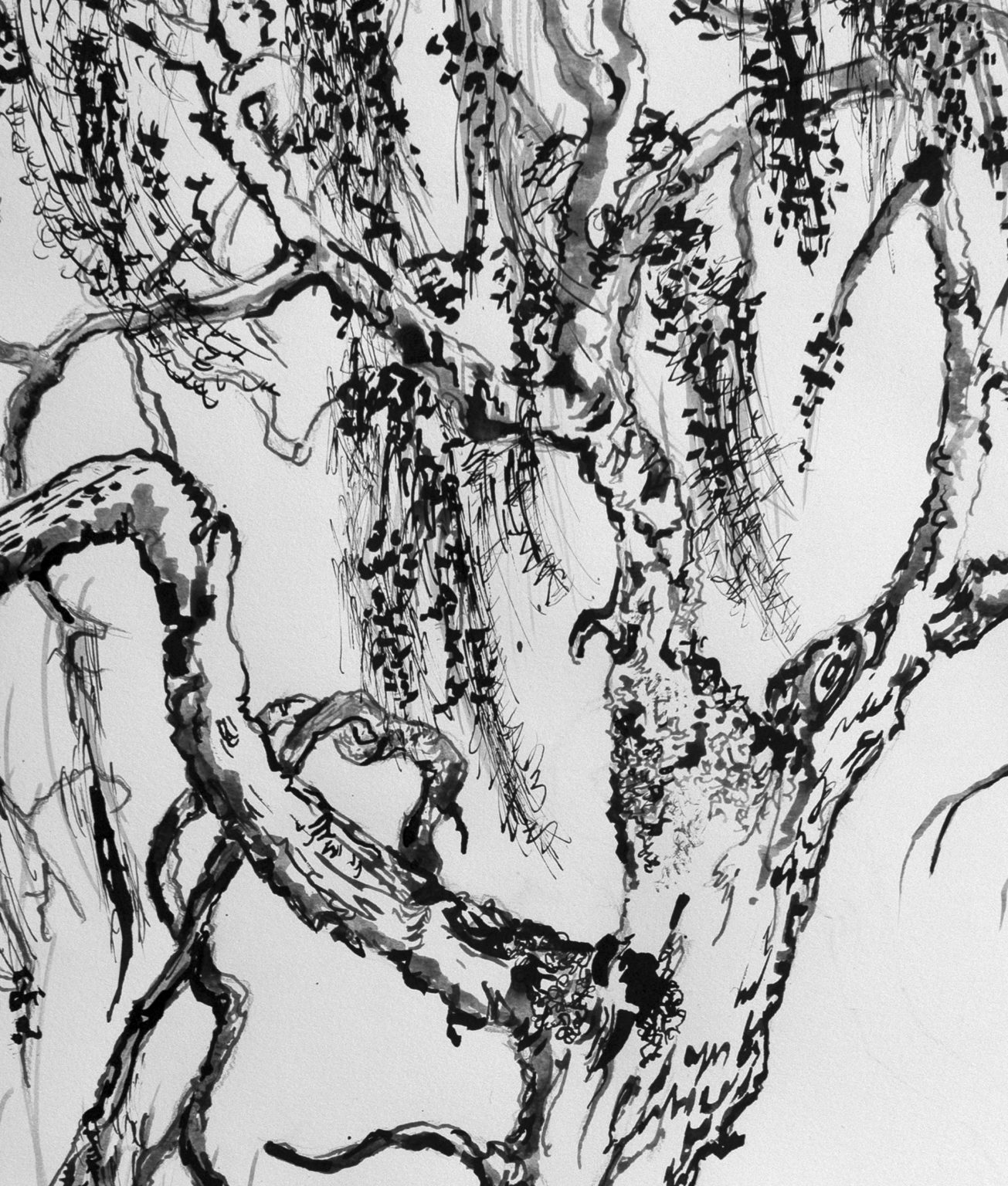 Weeping Willow Tree ink Drawing Watercolors and ink drawings